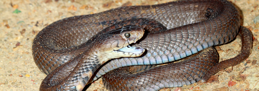 Best Snakes Control Services In Nairobi Kenya - Ecofumitech