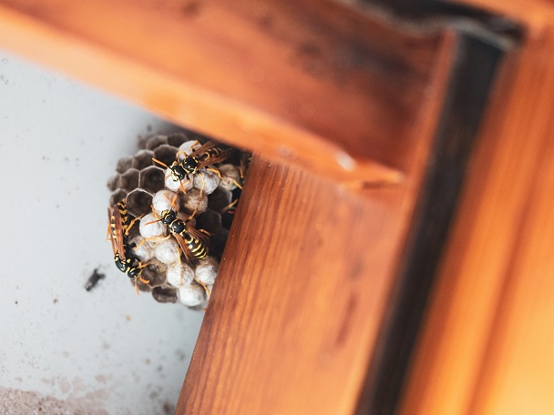 Professional Bees Control Services in Kenya - 2026