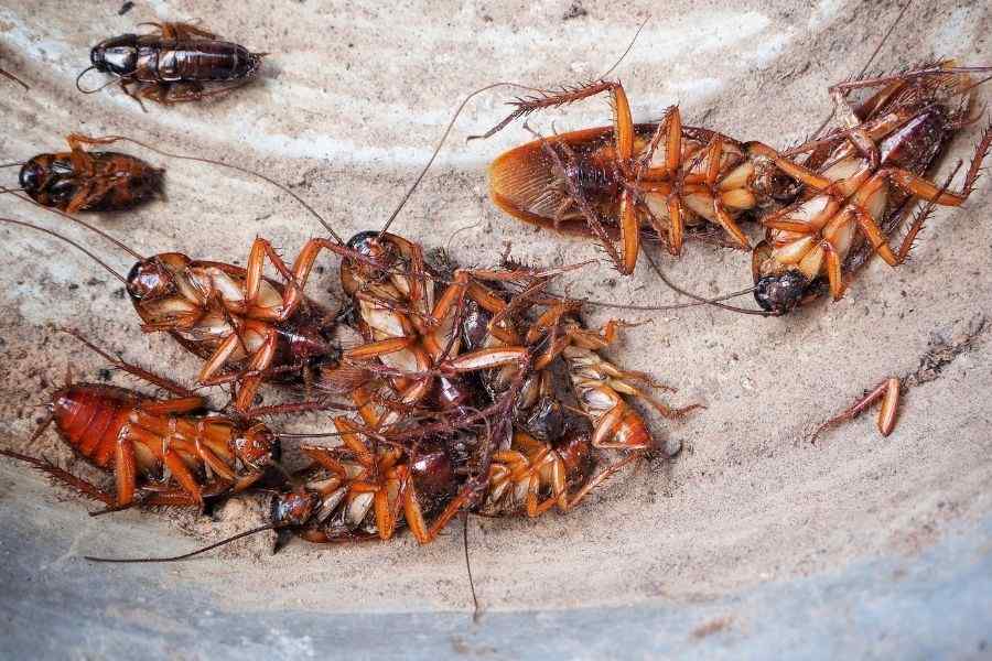 Best Cockroach Control Services In Nairobi | Ecofumitech